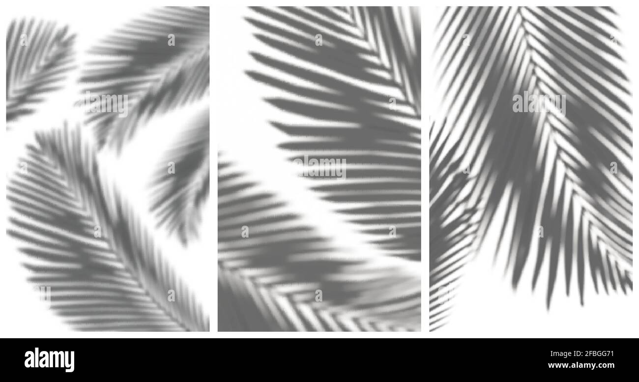 Palm tree sunlight shadows Stock Vector Images - Alamy