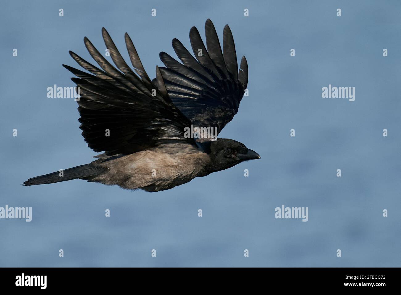 Hooded crow in flight with water in the background Stock Photo - Alamy