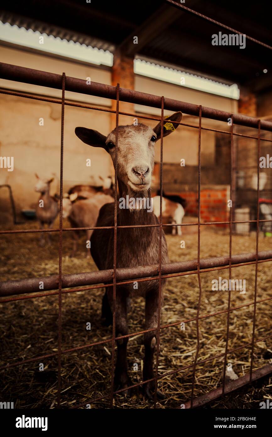 Goat in stable looking at camera Stock Photo - Alamy