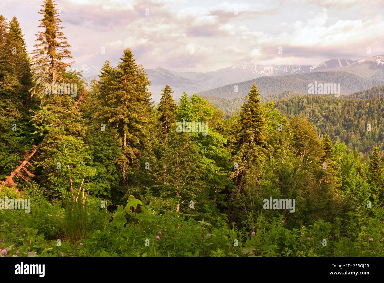 landscape of mountains covered with dense mixed forest and mountain ...