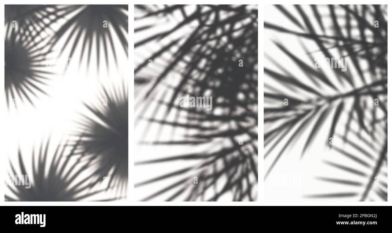 Tree leaves light shadows Cut Out Stock Images & Pictures - Alamy