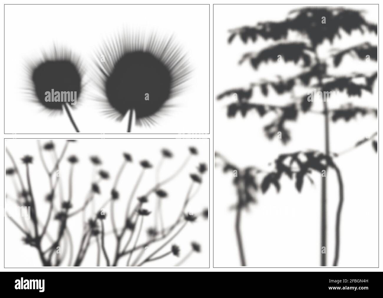 Set of vector illustrations of realistic shadows of Plant Stock Vector ...
