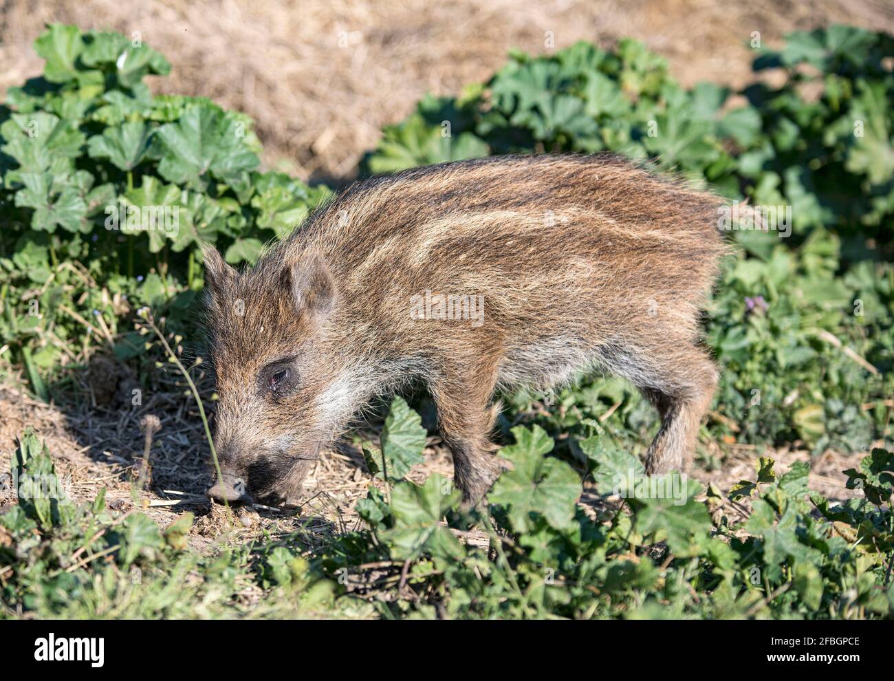 Boarlet hi-res stock photography and images - Alamy