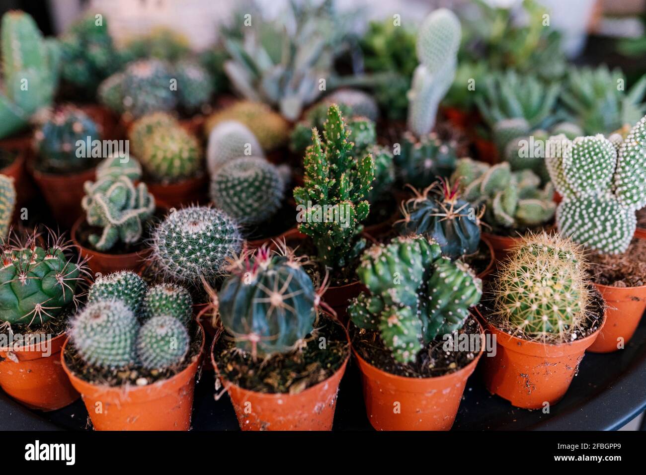 Varieties of succulent and cacti on display at store Stock Photo - Alamy