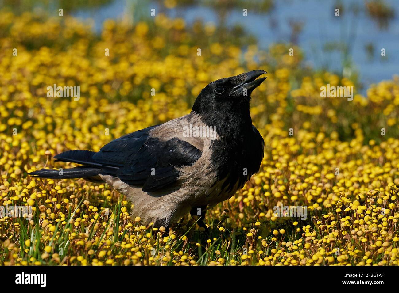Hooded crow in its natural habitat in Denmark Stock Photo - Alamy