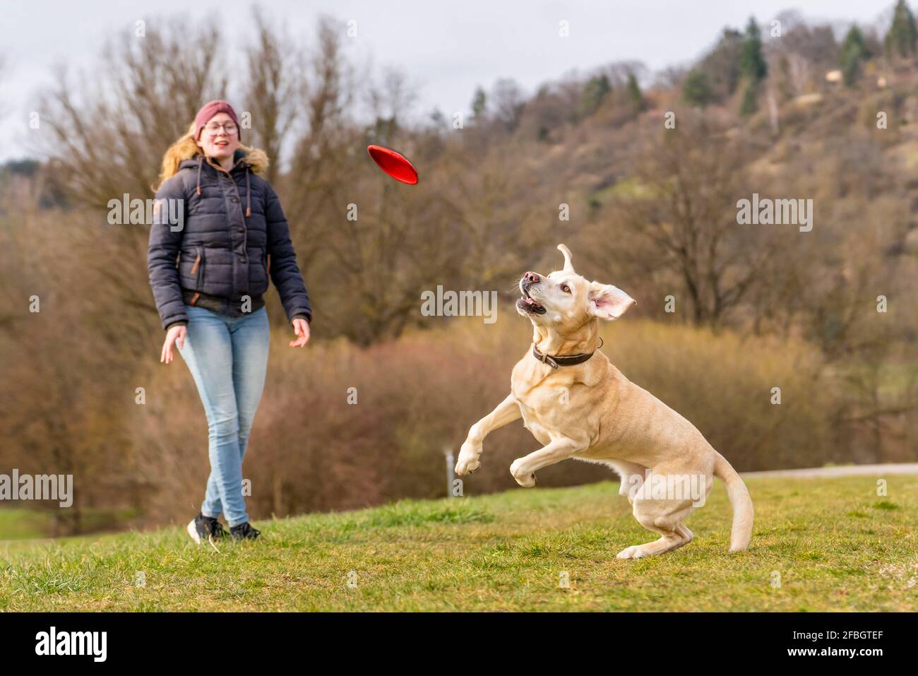 Young woman with labrador jumping to catch plastic disc Stock Photo - Alamy