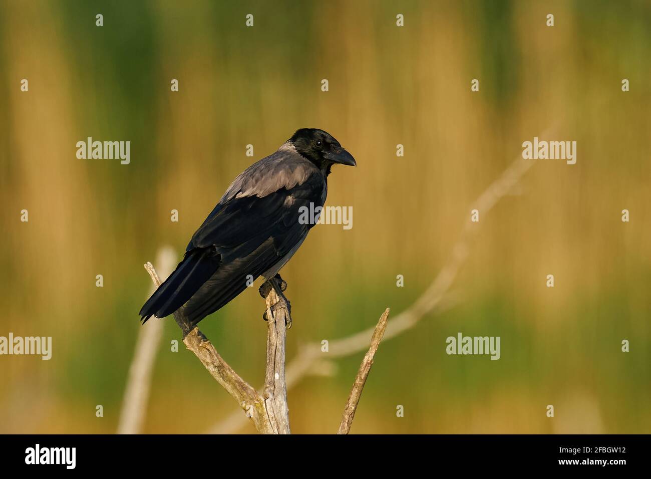 Hooded crow in its natural habitat in Denmark Stock Photo - Alamy