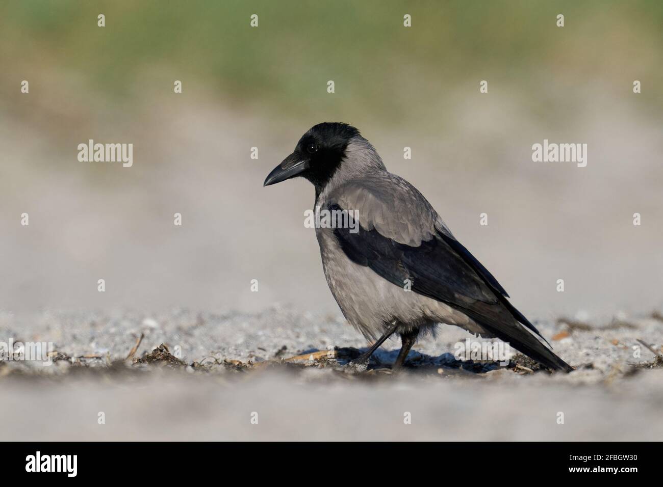 Hooded crow in its natural habitat in Denmark Stock Photo - Alamy