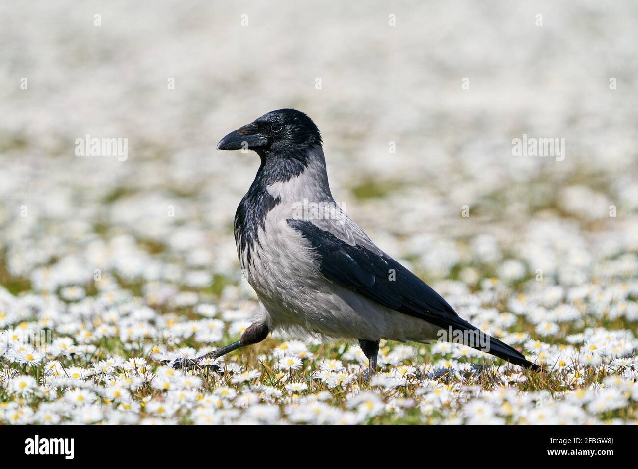Hooded crow in its natural habitat in Denmark Stock Photo - Alamy