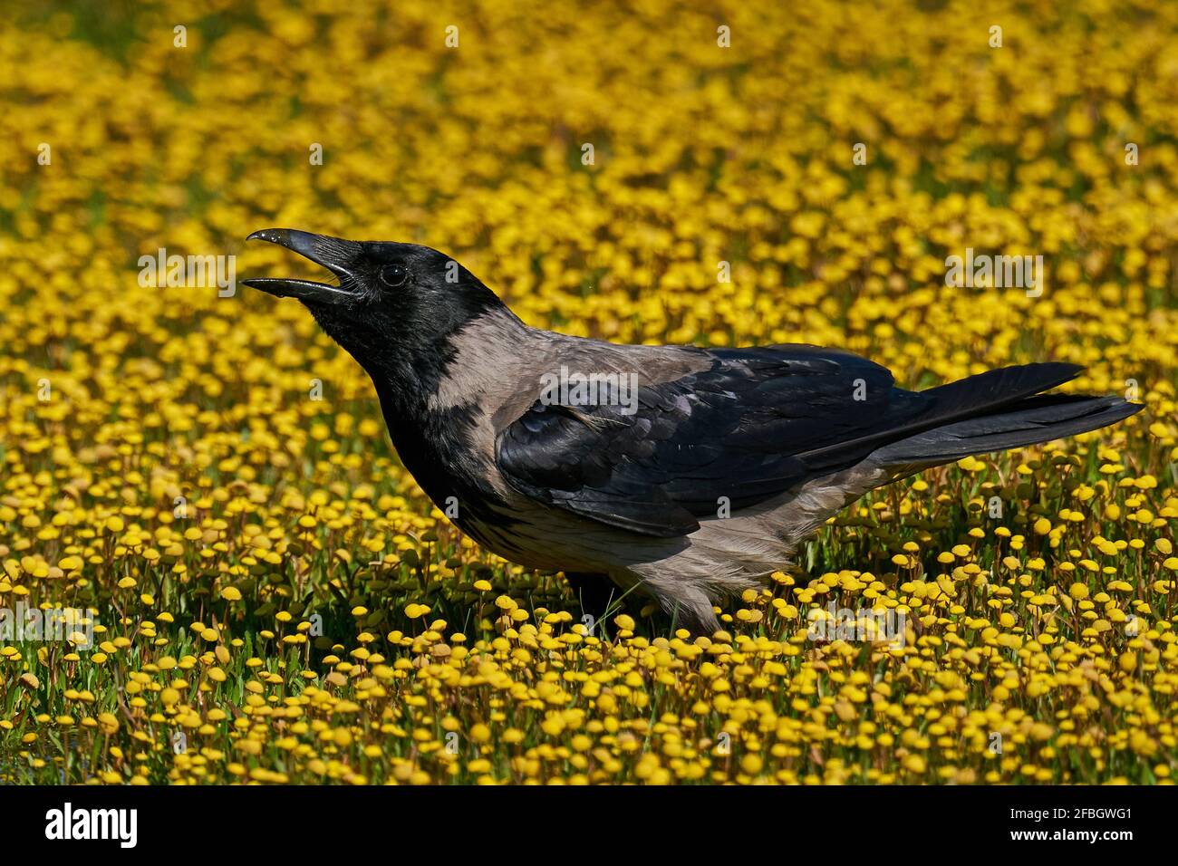 Hooded crow in its natural habitat in Denmark Stock Photo - Alamy