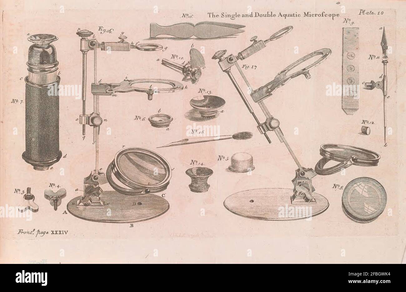 Monocot stem micrograph hi-res stock photography and images - Alamy