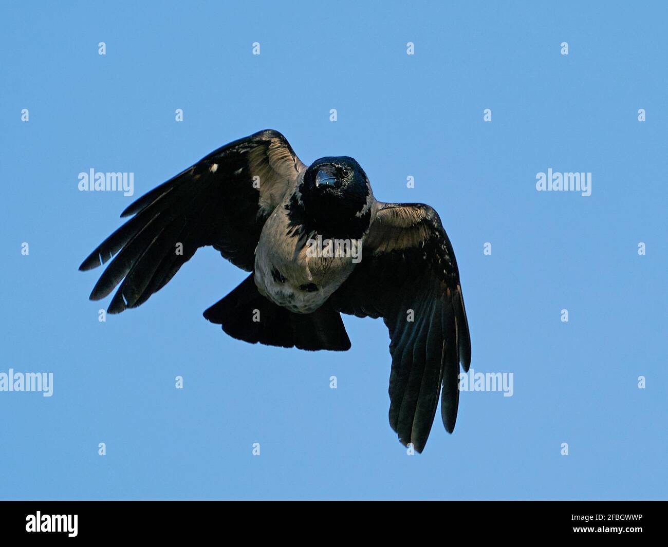 Hooded crow in flight with blue skies in the background Stock Photo - Alamy