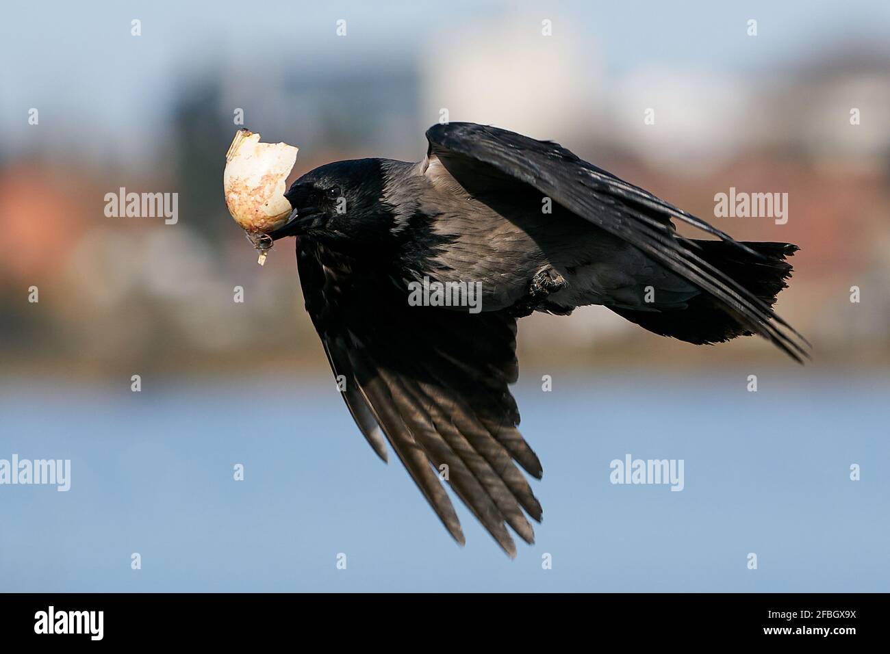 Hooded crow in its natural habitat in Denmark Stock Photo - Alamy