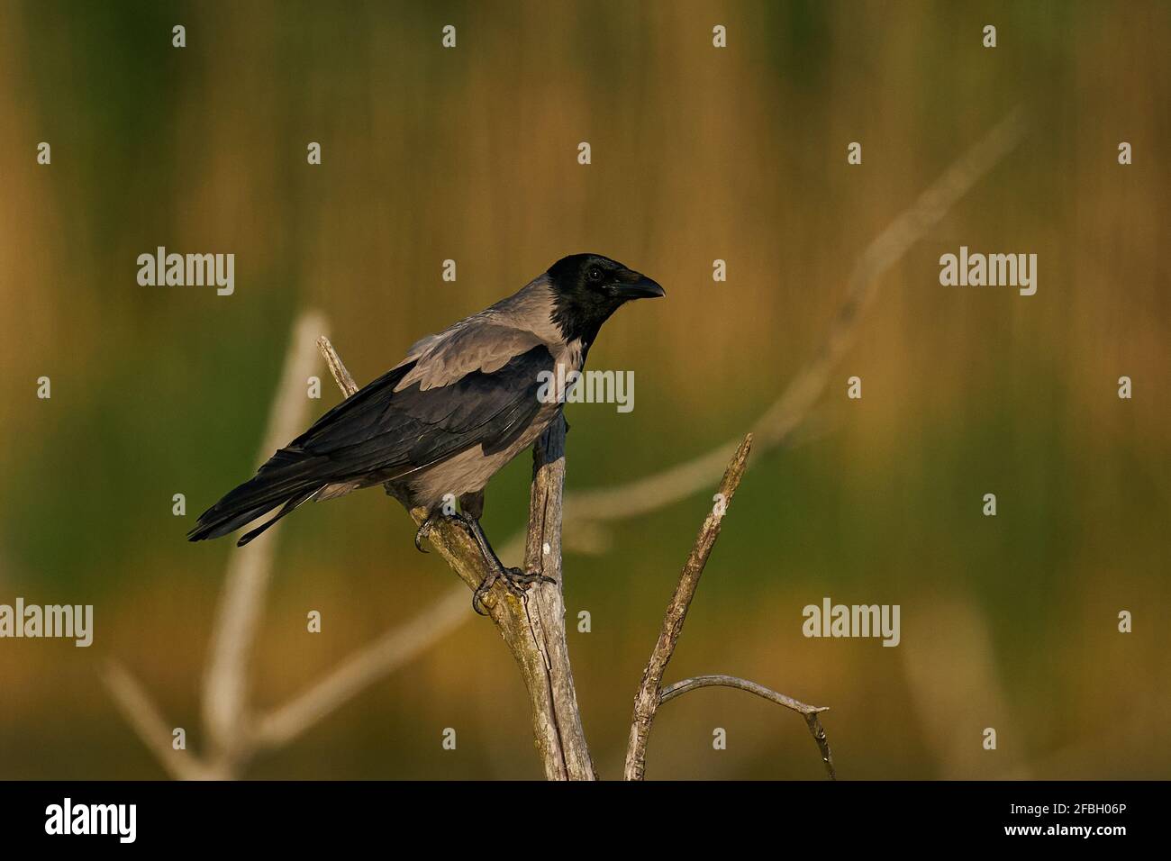 Hooded crow in its natural habitat in Denmark Stock Photo - Alamy