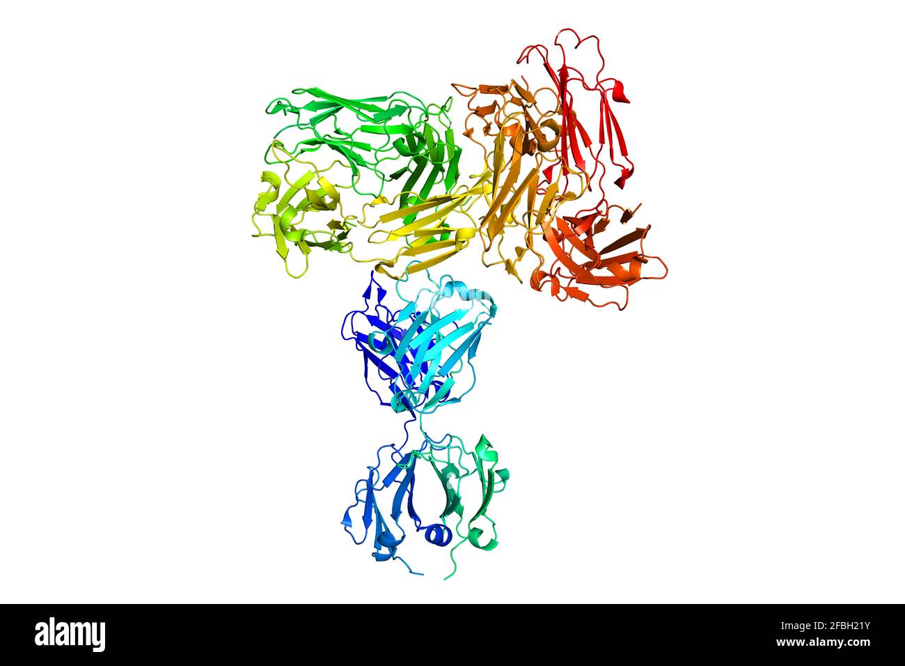 Anti-CD19 monoclonal antibody for the treatment of B-cell acute ...