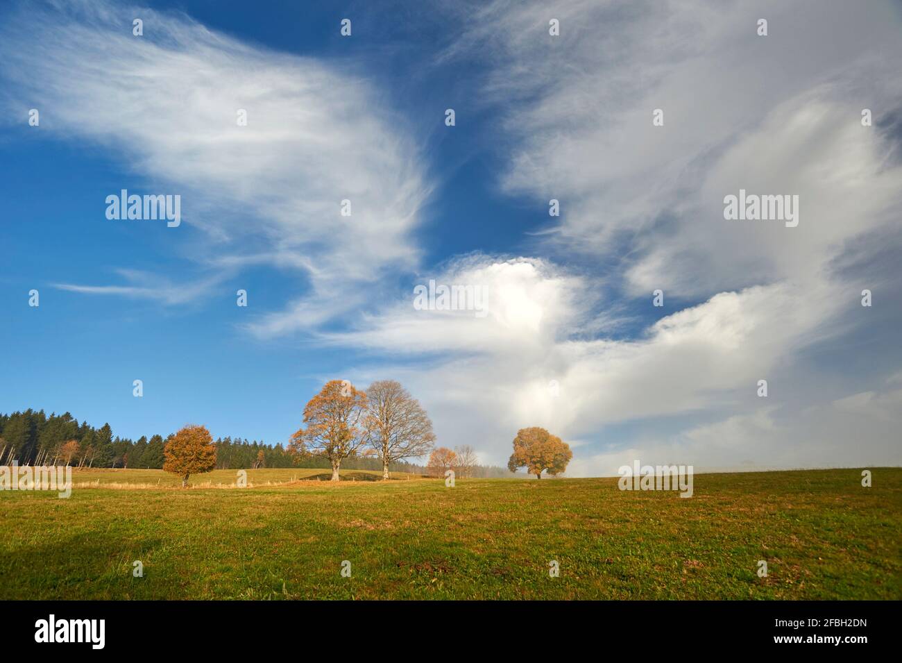 Black Forest in autumn Stock Photo - Alamy