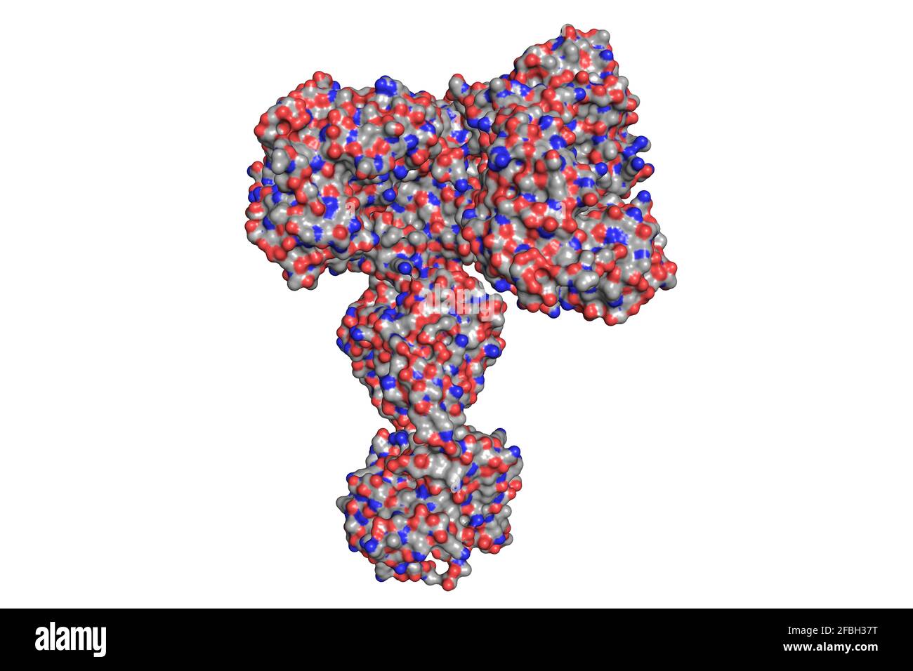 Antibody Structure 3d