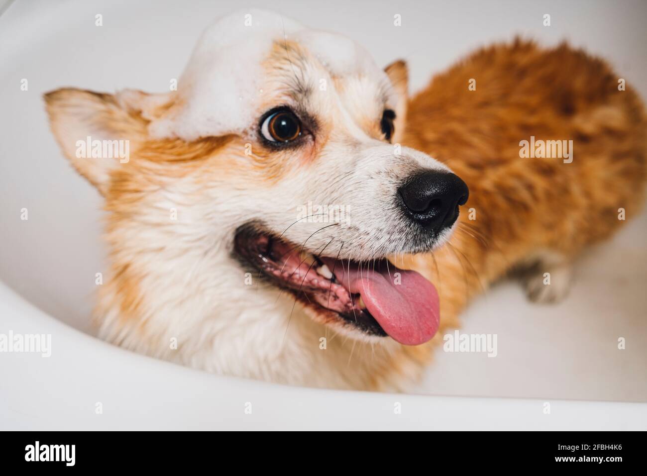Bathing corgi hi-res stock photography and images - Alamy