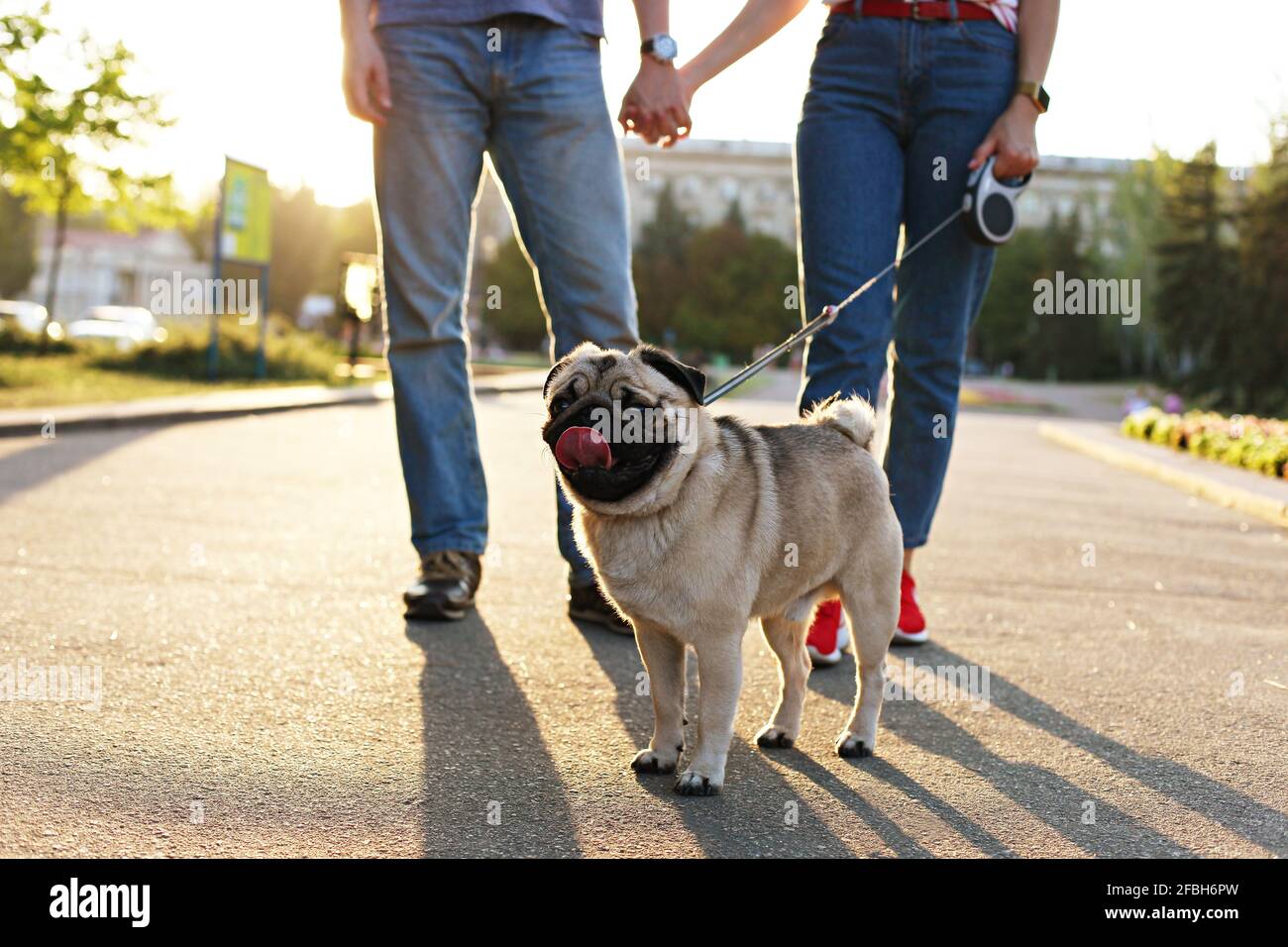 Funny puppy of pug sitting on floor near couple owners feet on concrete ...