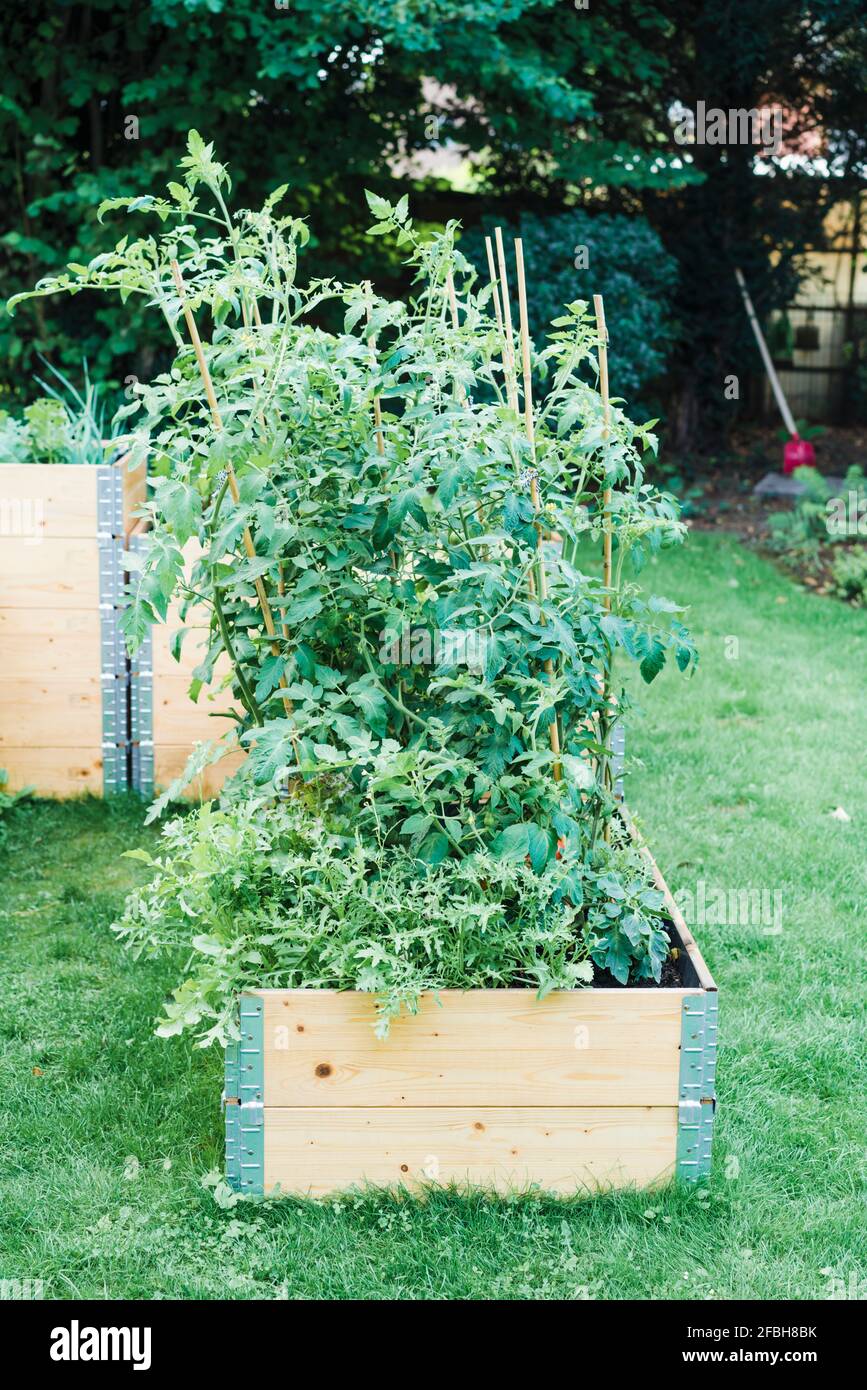 Tomato and rocket plants in raised beds at garden Stock Photo - Alamy