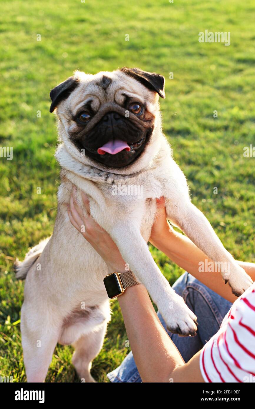Is Loca The Pug A Girl