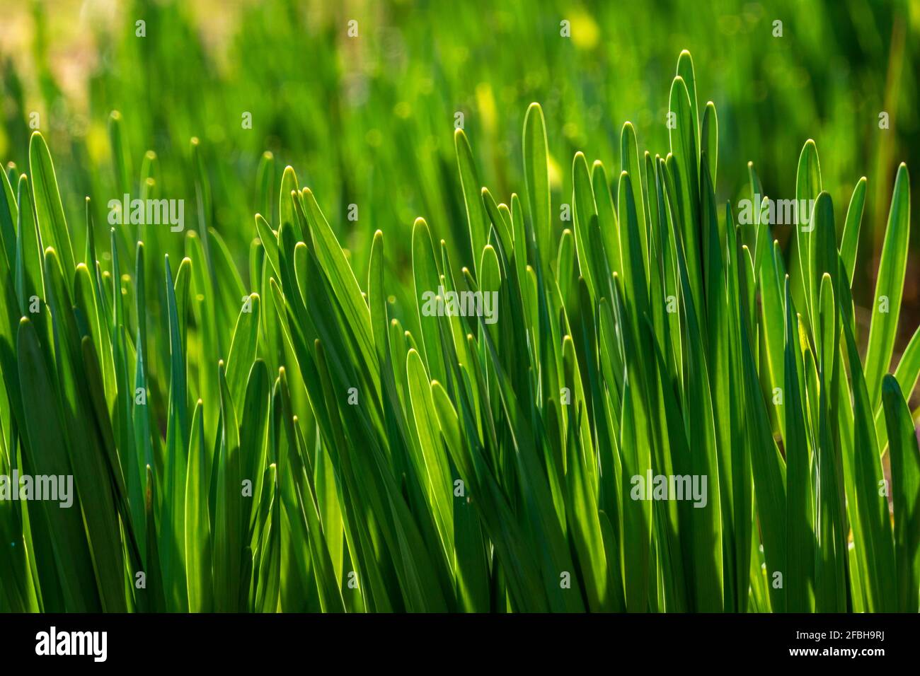 Close up new grass hi-res stock photography and images - Alamy