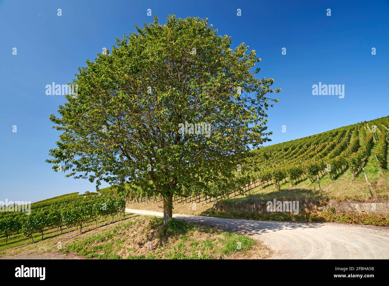 Green tree in vineyard Stock Photo - Alamy
