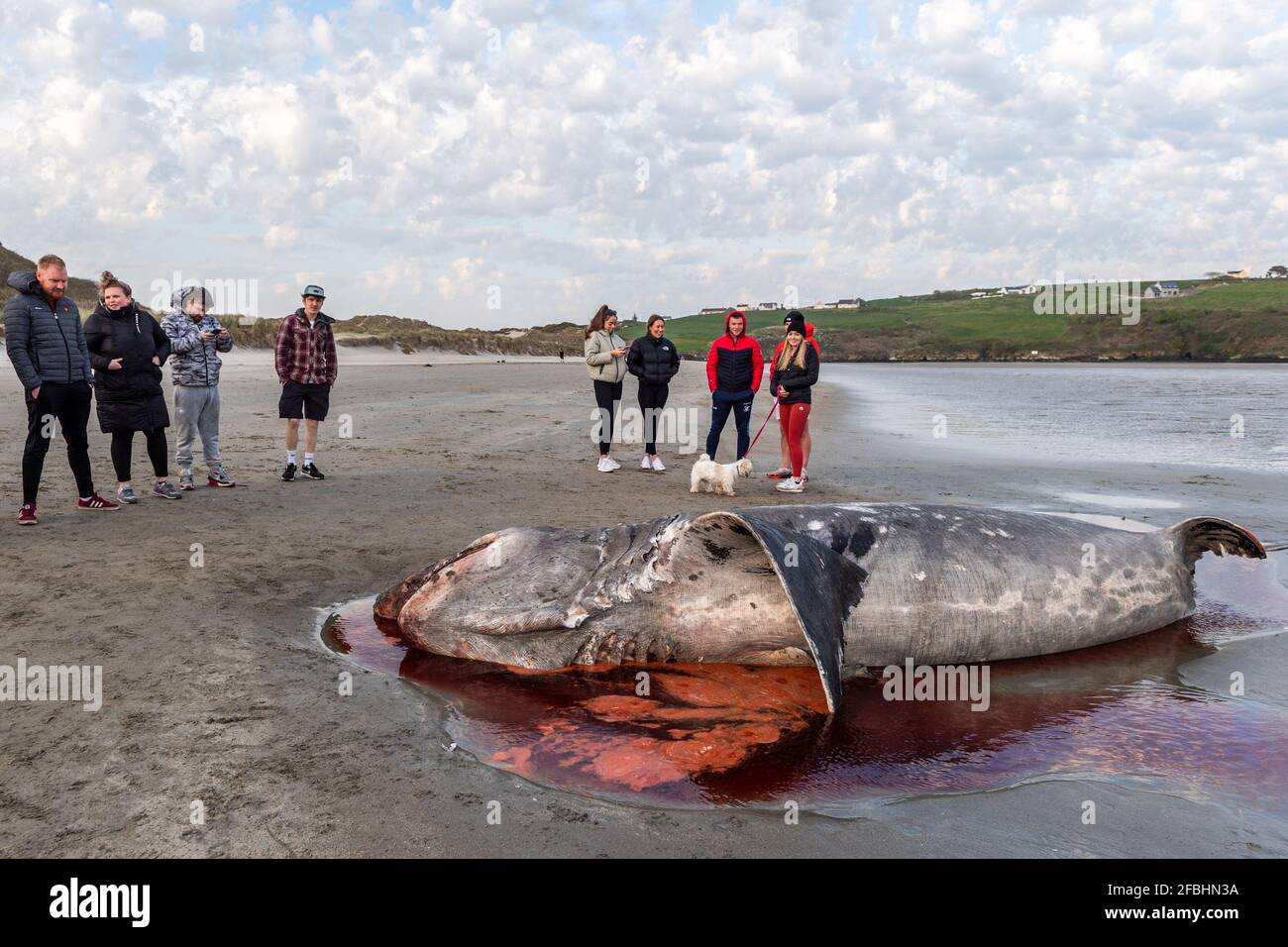Dead basking shark hi-res stock photography and images - Alamy