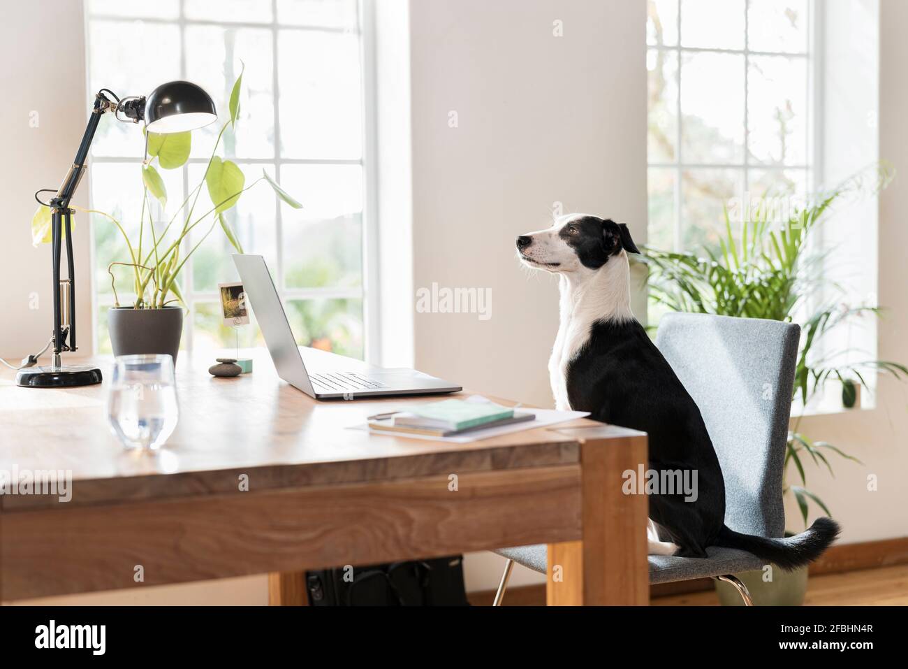 Dog staring while sitting on chair at desk Stock Photo - Alamy