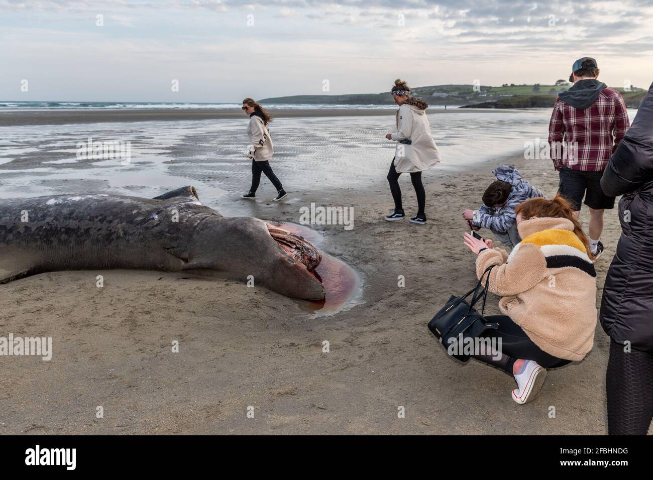 Dead basking shark hi-res stock photography and images - Alamy