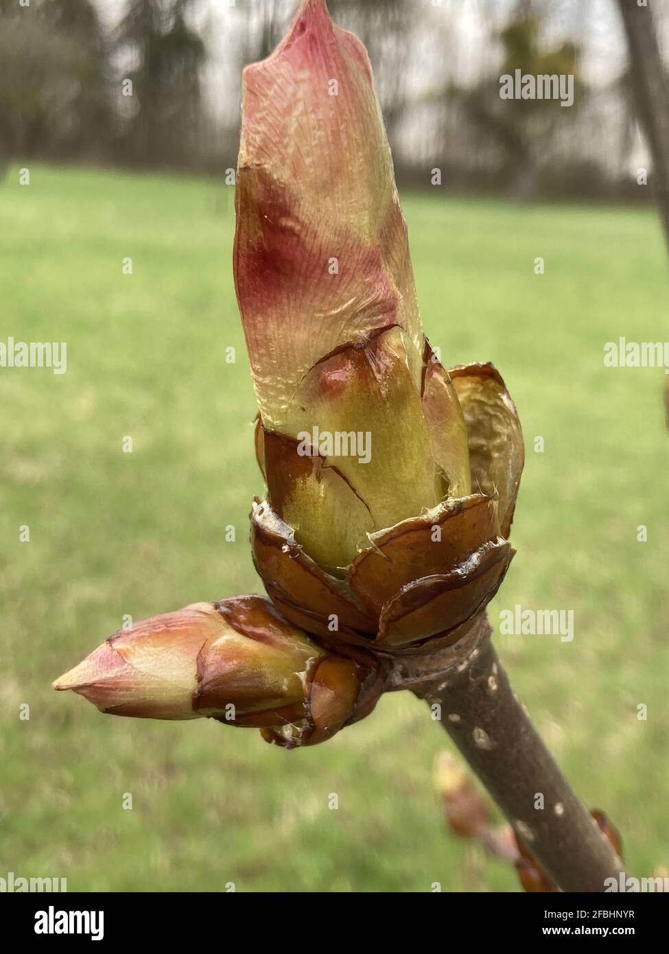 Selective focus of a flower bud in tree branch Stock Photo - Alamy