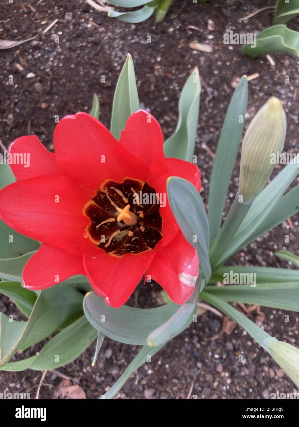 Selective focus of a bright red flower Stock Photo - Alamy