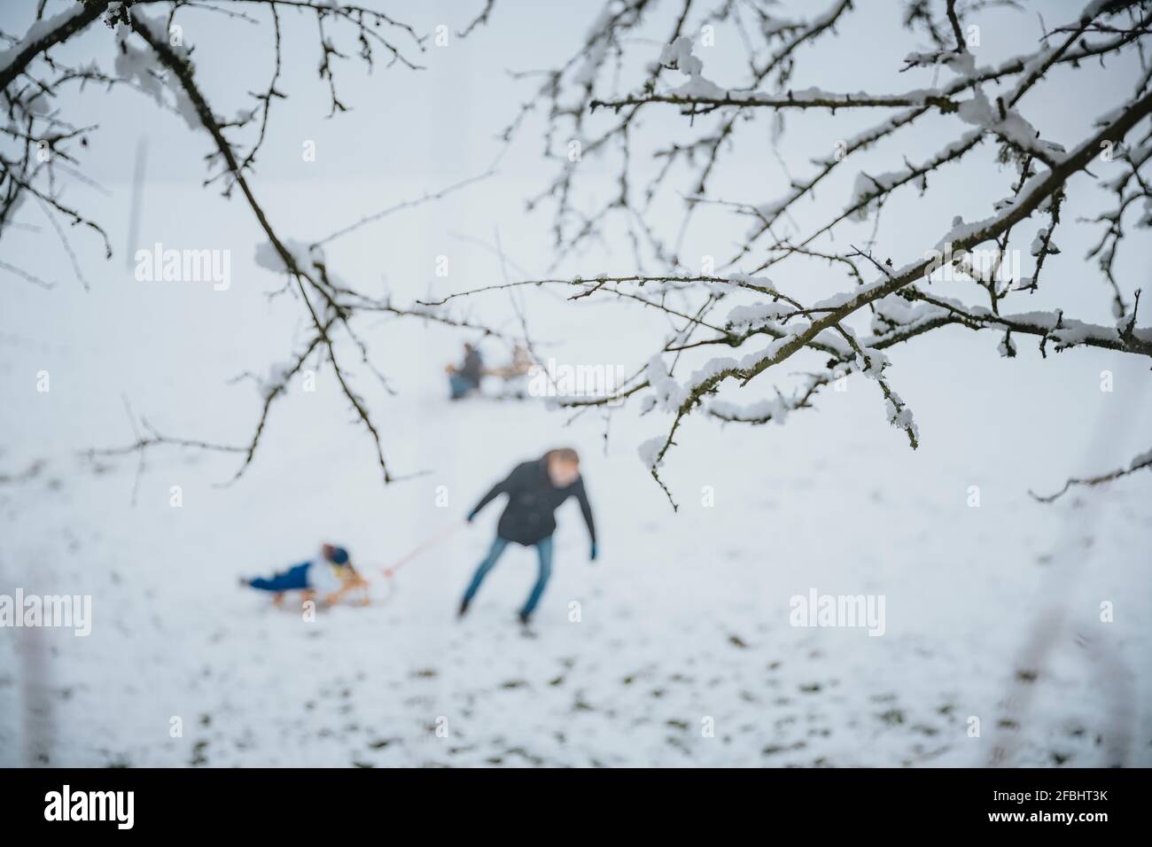 Branches of tree with snow and father pulling son in sled during winter ...