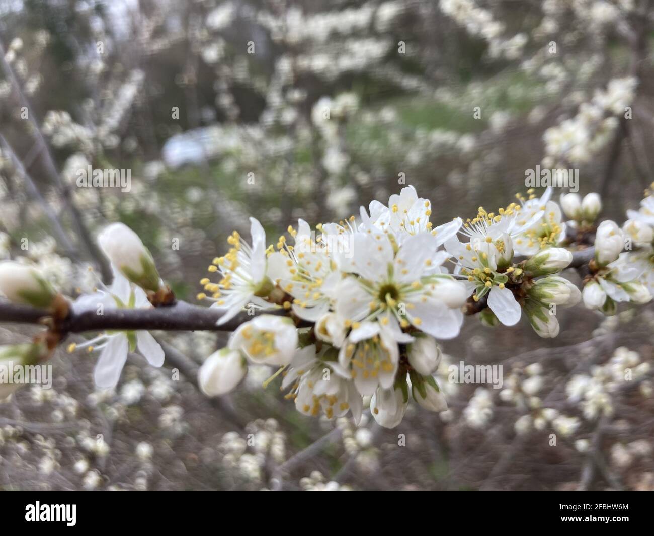 Selective focus of blossomed tree branch Stock Photo - Alamy