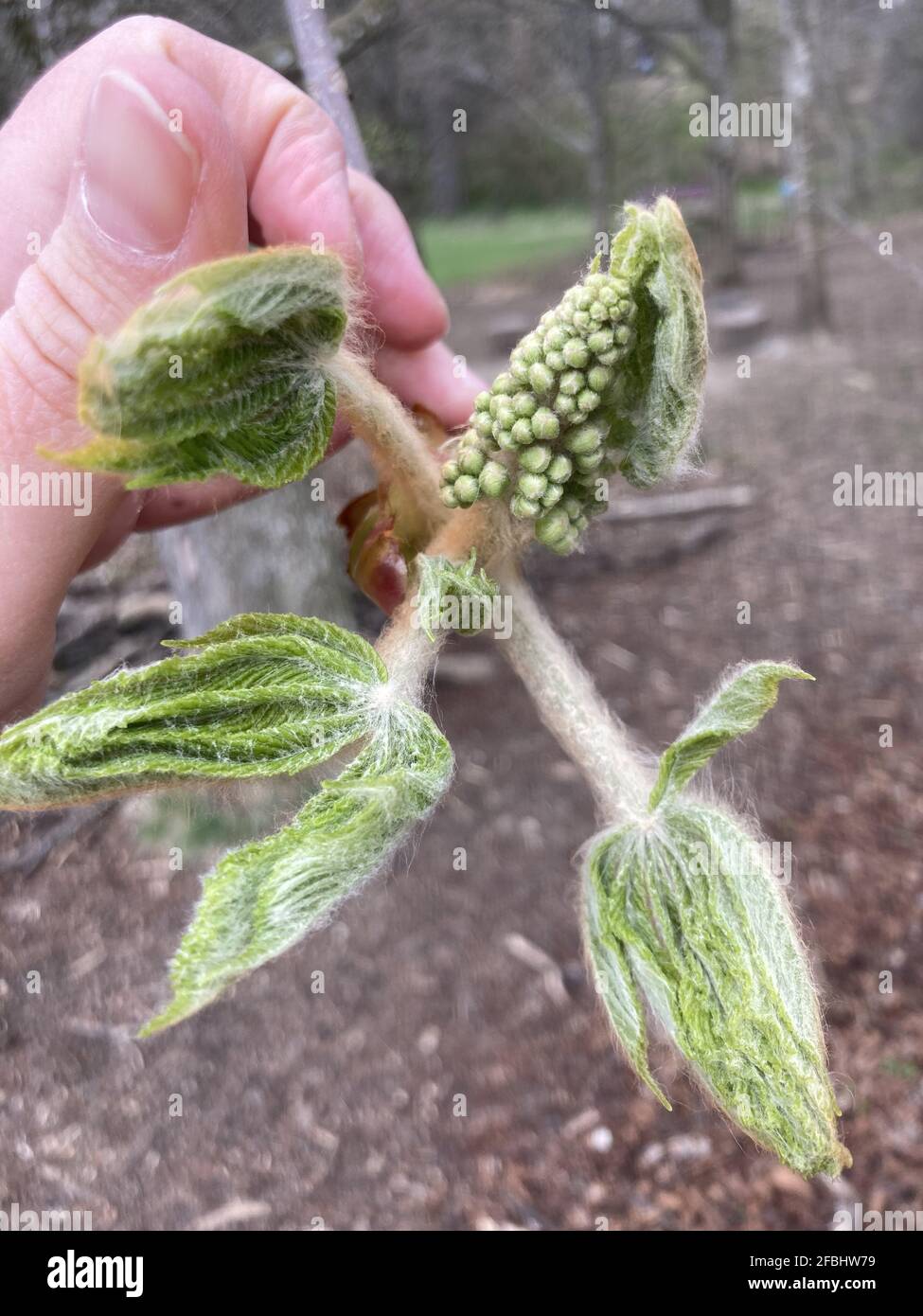 Selective focus of a flower bud in tree branch Stock Photo - Alamy