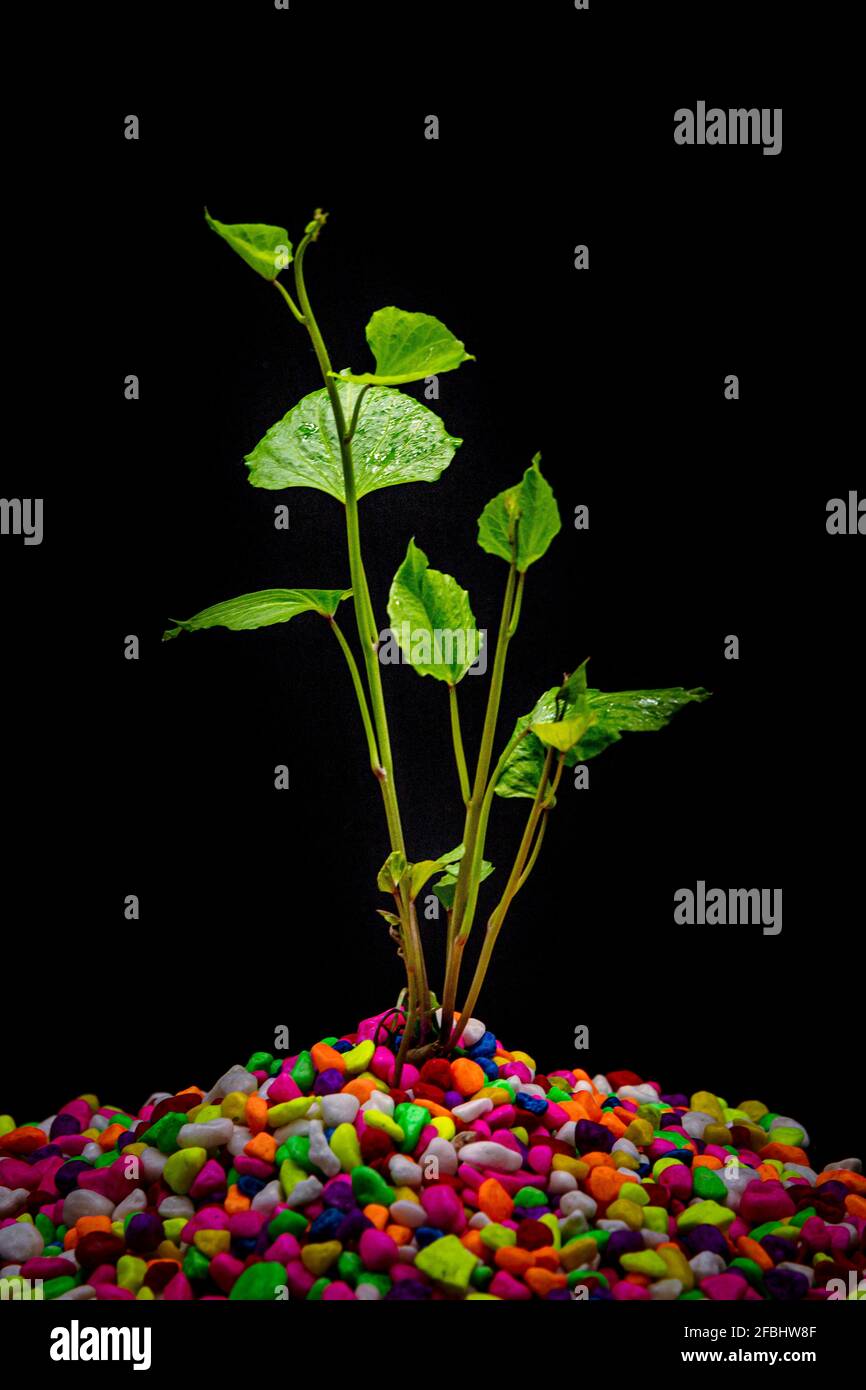 agriculture art works Stock Photo - Alamy