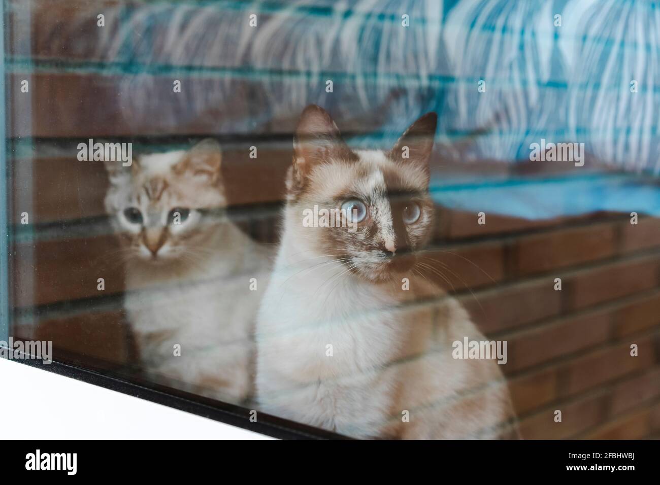 Two domestic cats looking through window Stock Photo - Alamy