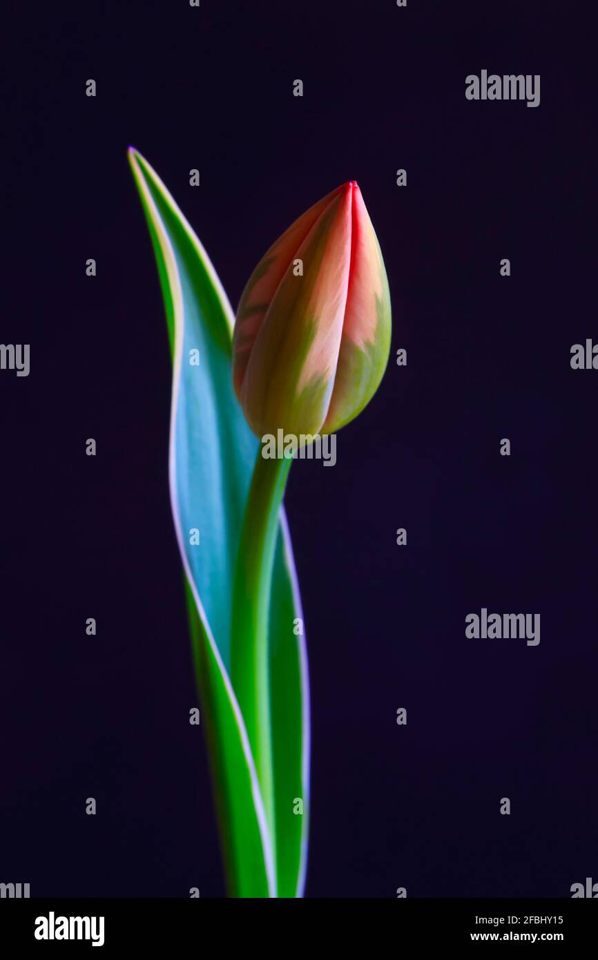 Studio shot of single budding tulip Stock Photo - Alamy
