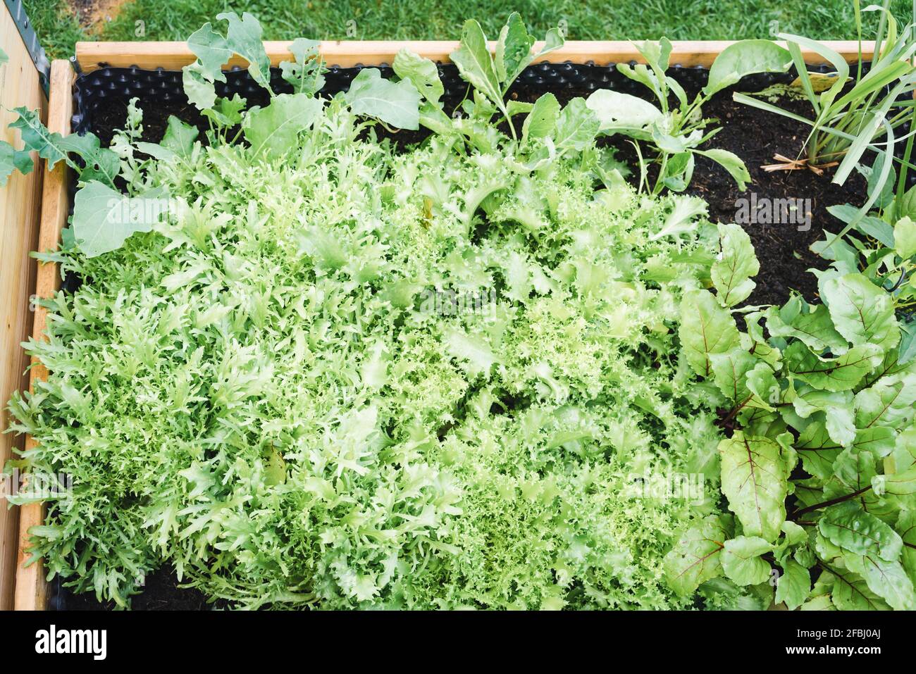 Endive and beet planted in crate at vegetable garden Stock Photo - Alamy