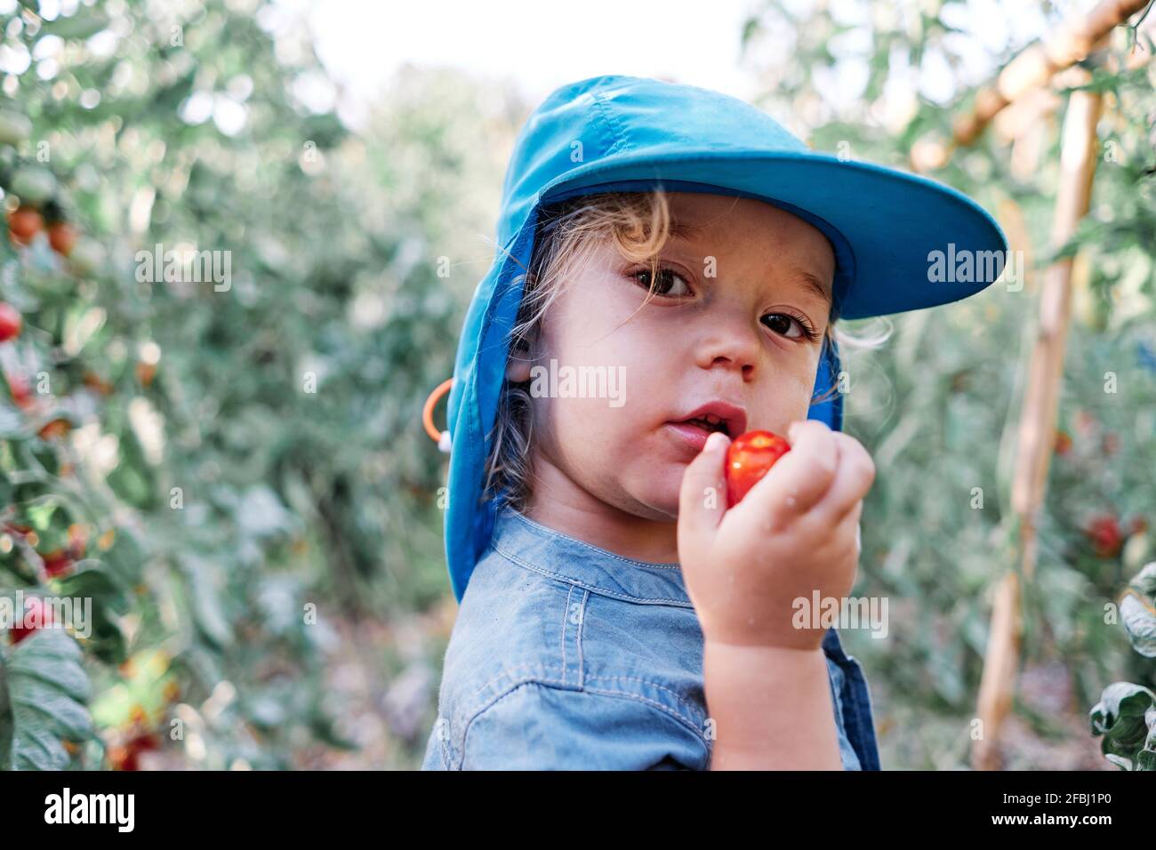 Cute baby boy eating tomato in farm Stock Photo - Alamy