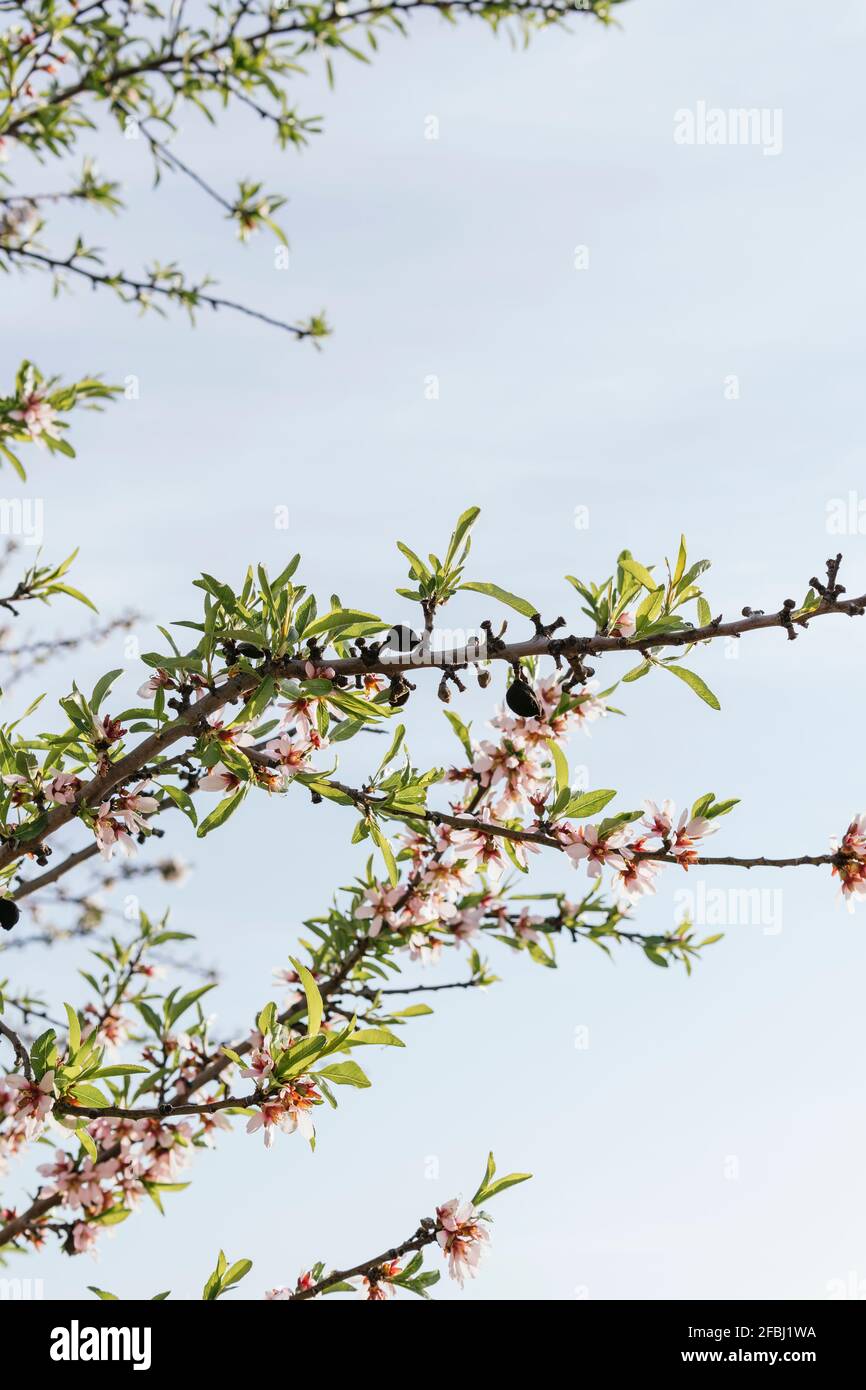 Almond tree branches hi-res stock photography and images - Alamy