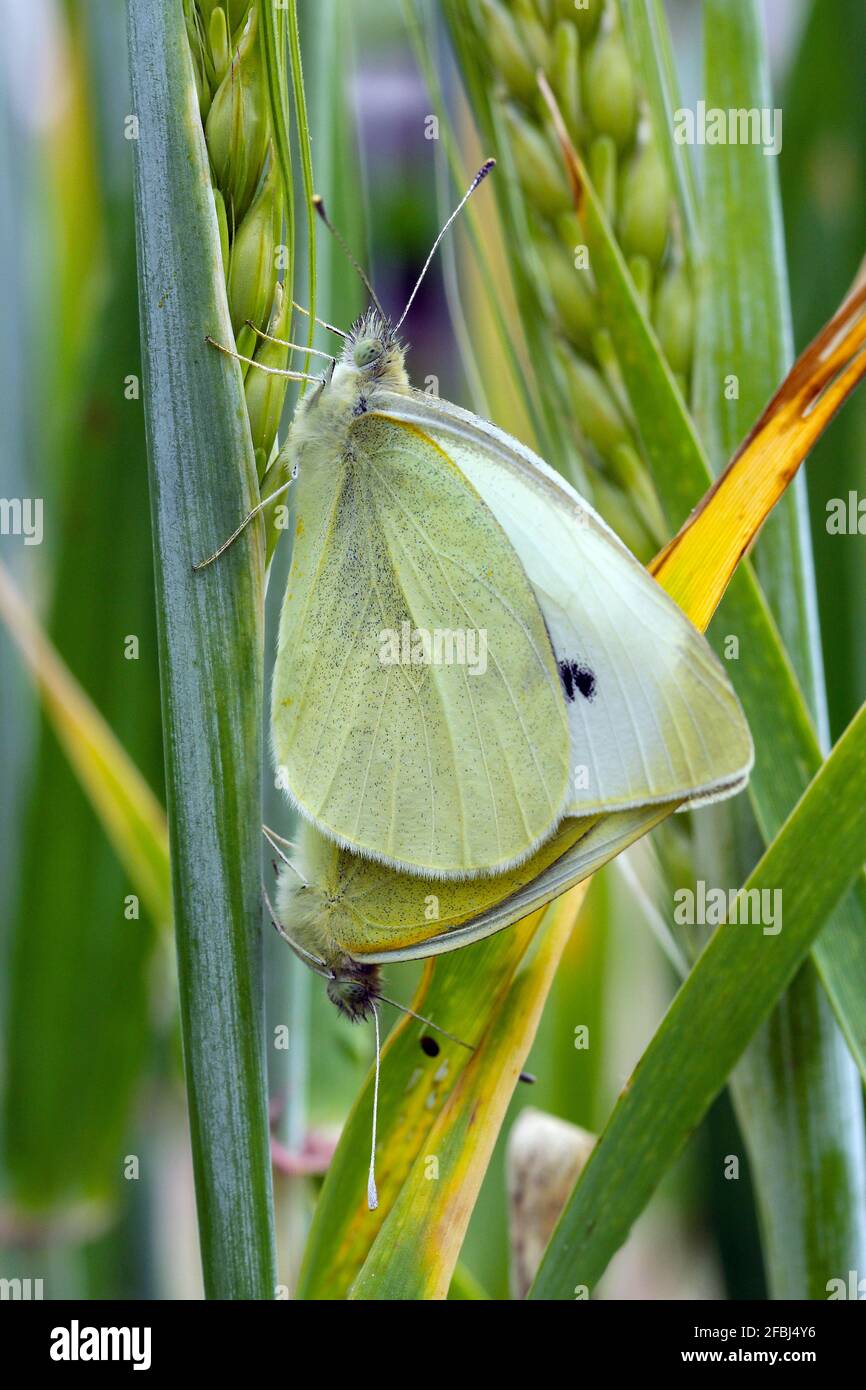 Larva of cabbage white butterfly hi-res stock photography and images ...
