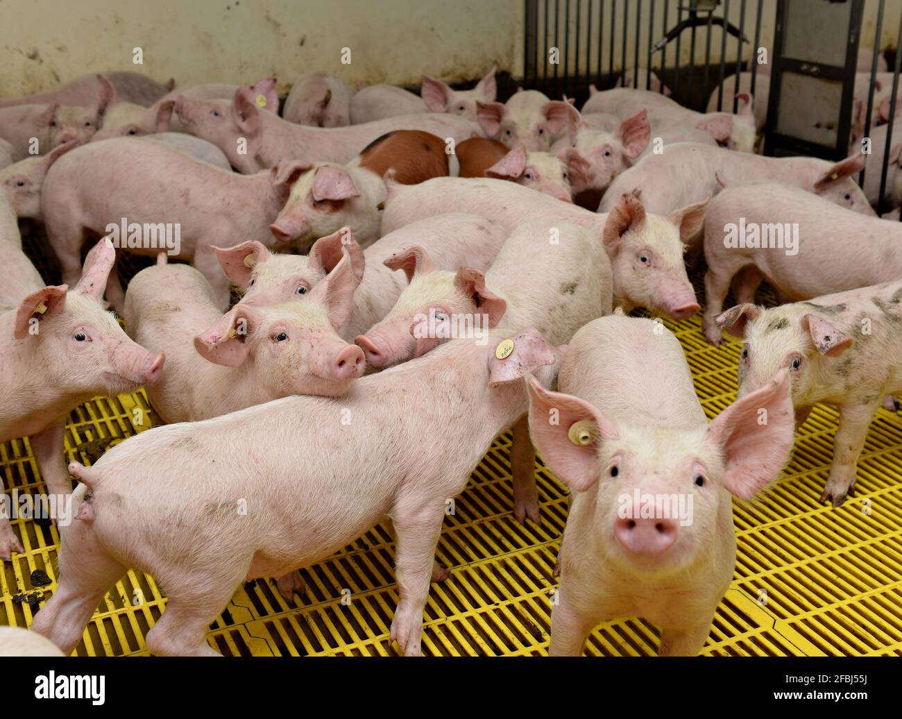 pigs in a farm Stock Photo - Alamy