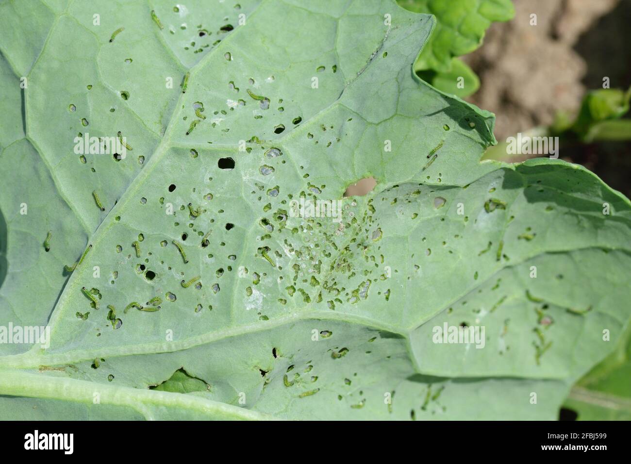 White cabbage butterfly caterpillars hi-res stock photography and ...