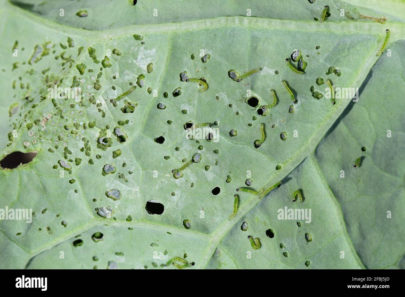 Young caterpillars of the small white or small cabbage white (Pieris ...