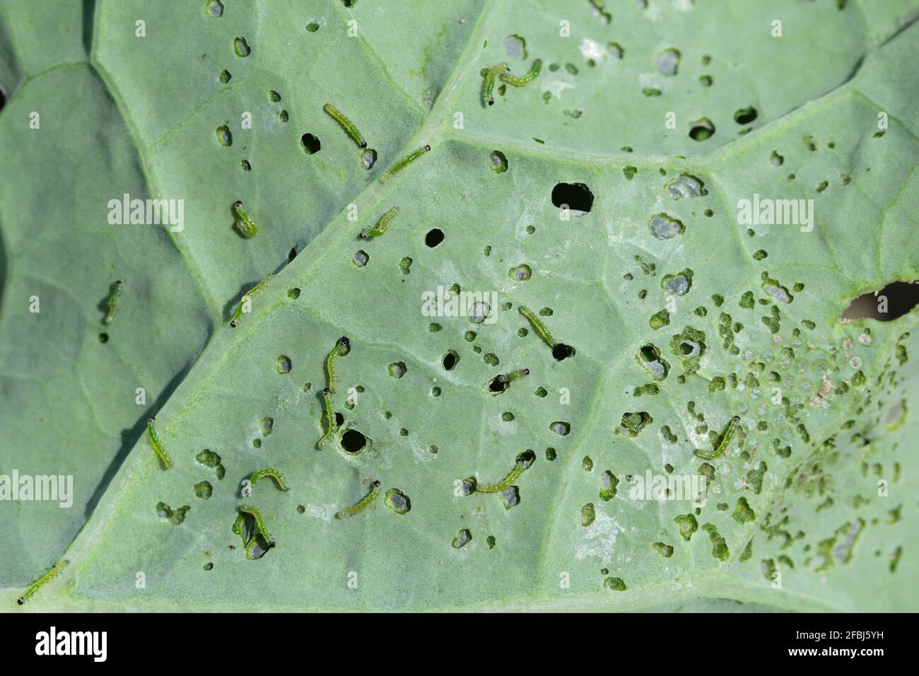 Young caterpillars of the small white or small cabbage white (Pieris ...