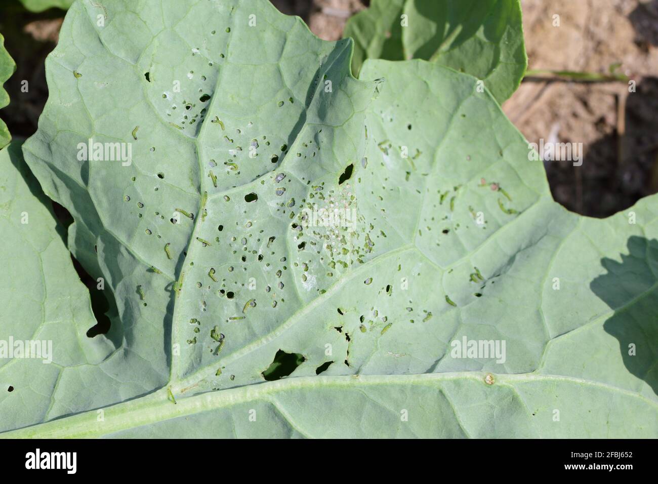 Cabbage white caterpillars hi-res stock photography and images - Alamy