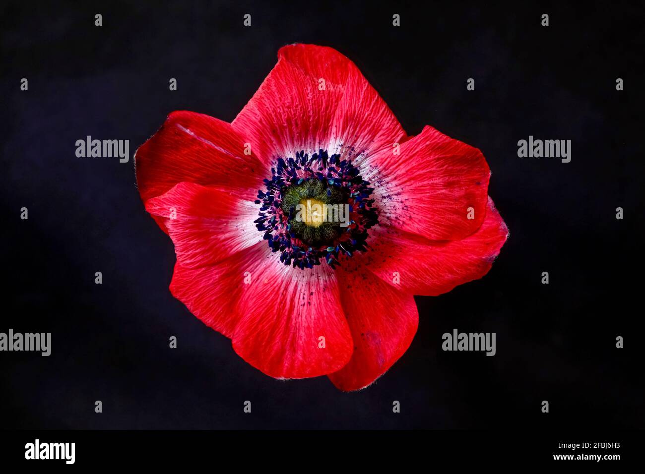 Bloom of the anemone hi-res stock photography and images - Alamy