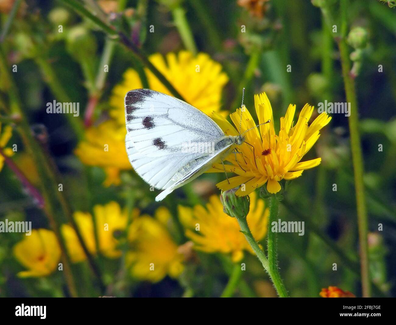 Pieris rapae the small white or small cabbage white is a butterfly from ...