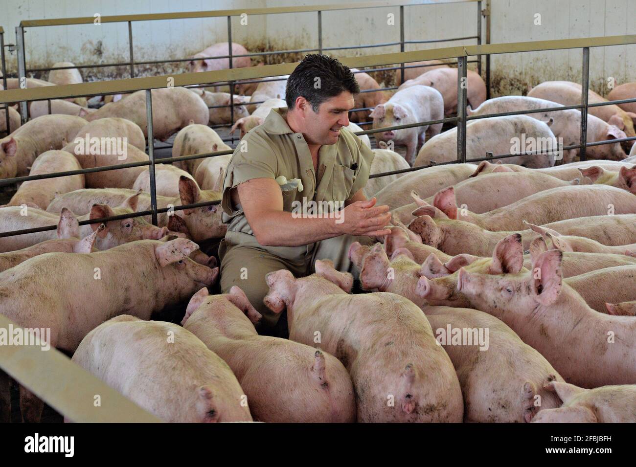 farmer in a pig farm Stock Photo - Alamy